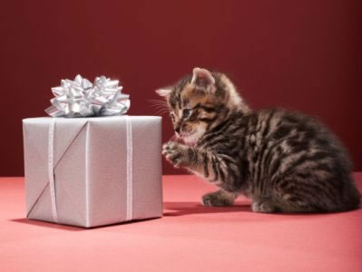 Les box pour chats : des cadeaux tous les mois ! - Mamaw.fr